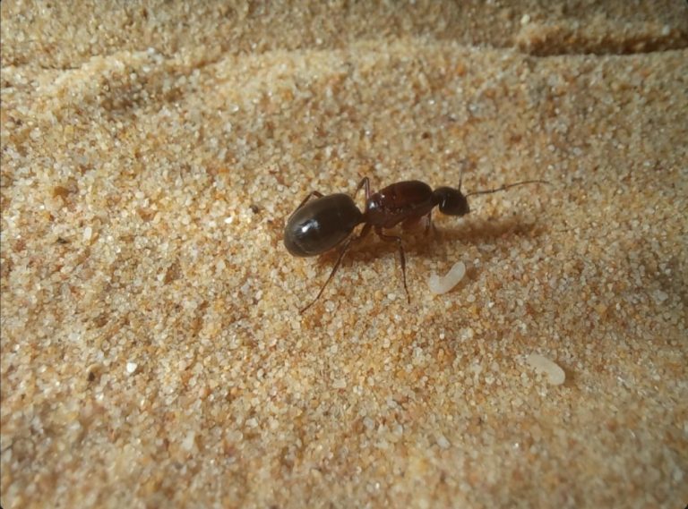 Kraliçe Karınca – Ant Store Turkey