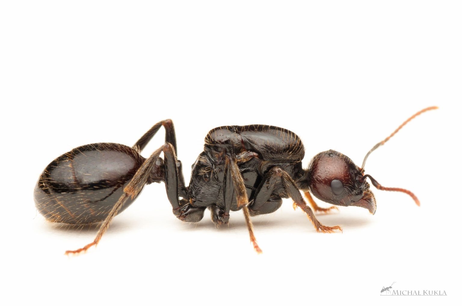 Kraliçe Karınca – Ant Store Turkey