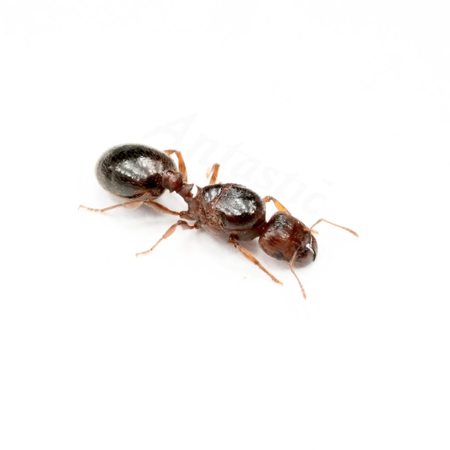 Kraliçe Karınca – Ant Store Turkey