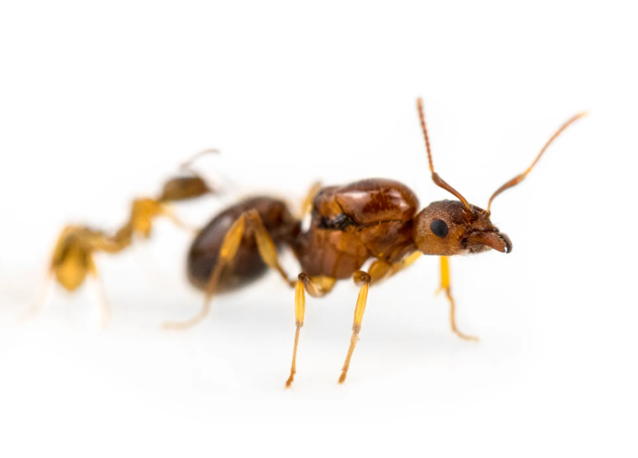 Kraliçe Karınca – Ant Store Turkey